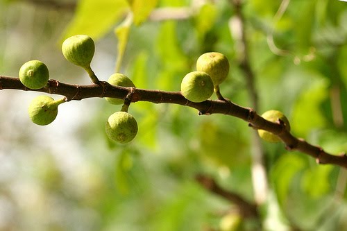 Why did Jesus curse the fig tree when it was not time yet for figs ...